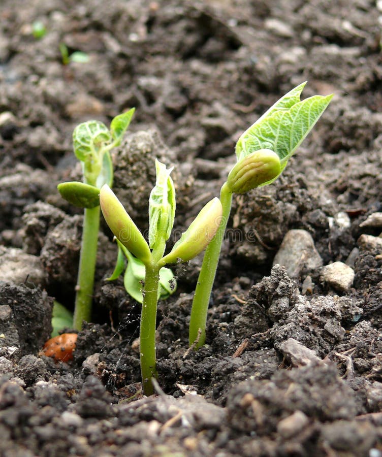 Beans stock image. Image of sheets, greens, floor, legume - 31649075