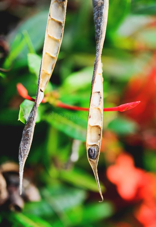 Beanstalk stock image. Image of broad, fresh, catering - 85178847