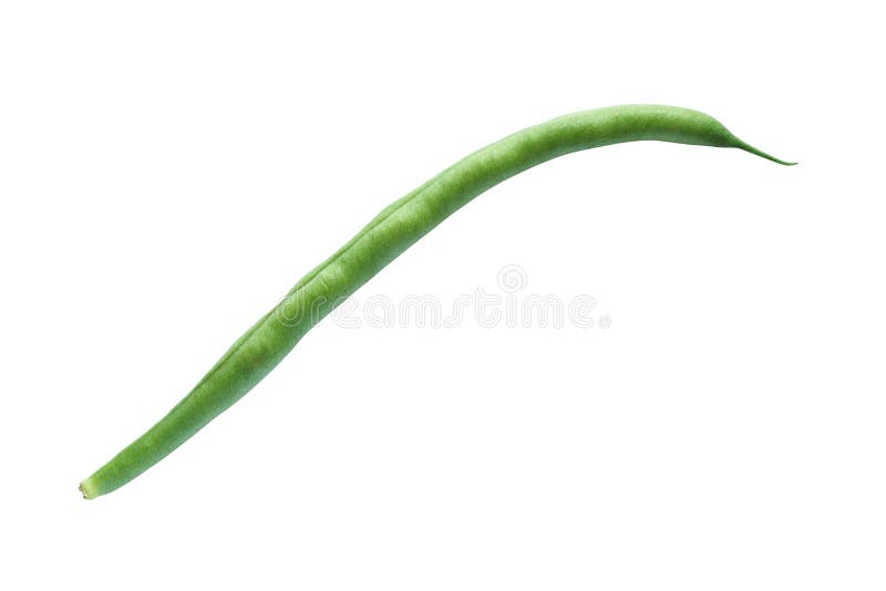 Beanstalk on White stock image. Image of healthy, vegetable - 59032815