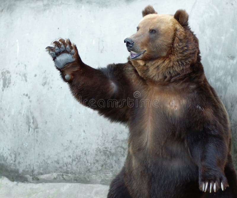 Bear Raising Paw stock image. Image of lazy, hair, wildlife - 6658481