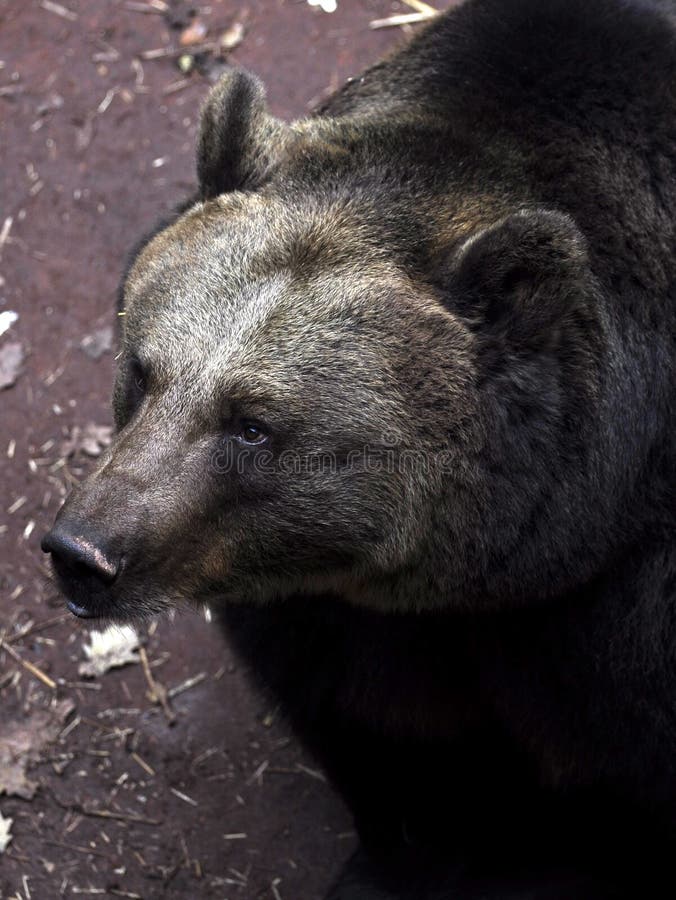Bear stock photo. Image of arctic, brute, carnivores - 11572572