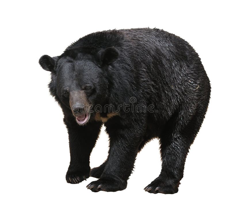 306,752 Bear Stock Photos - Free & Royalty-Free Stock Photos from ...