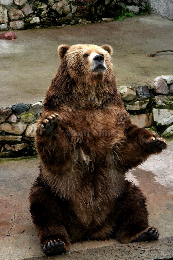 Bear Raising Paw stock image. Image of lazy, hair, wildlife - 6658481