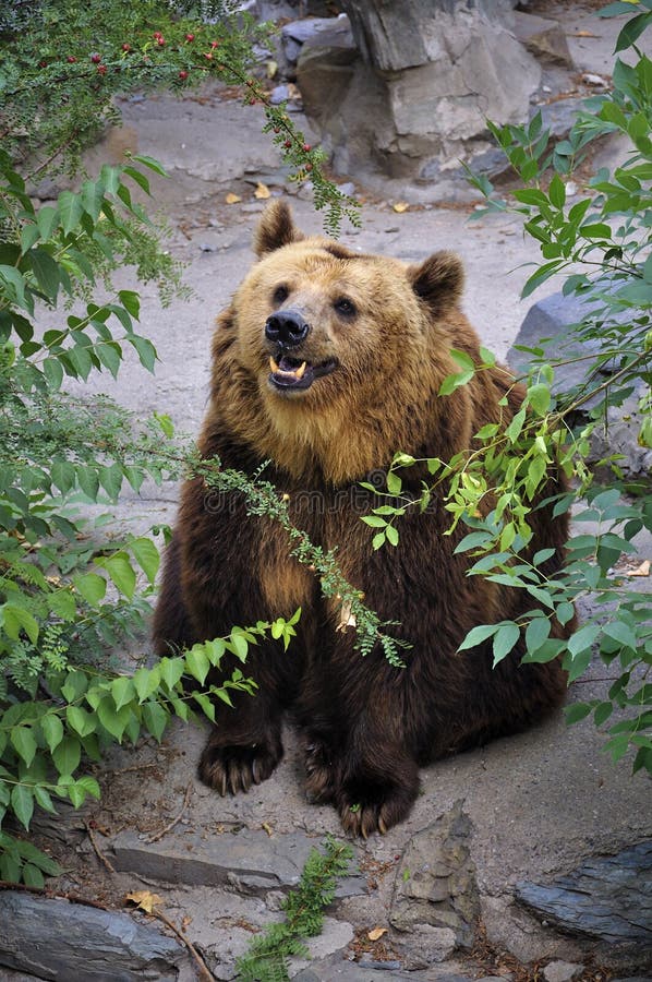 Bear stock photo. Image of nature, bears, animals, wilderness - 19961006