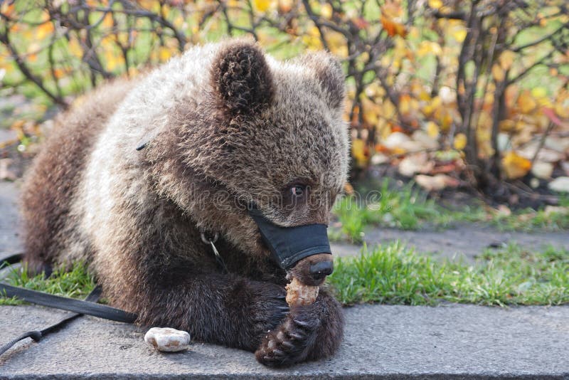Bear on a leash stock photo. Image of wild, taming, wildlife - 46484082