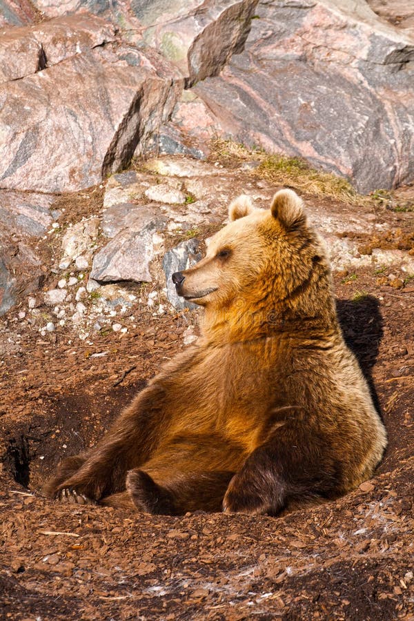 Bear stock image. Image of bask, rest, hole, rock, sunny - 24810107