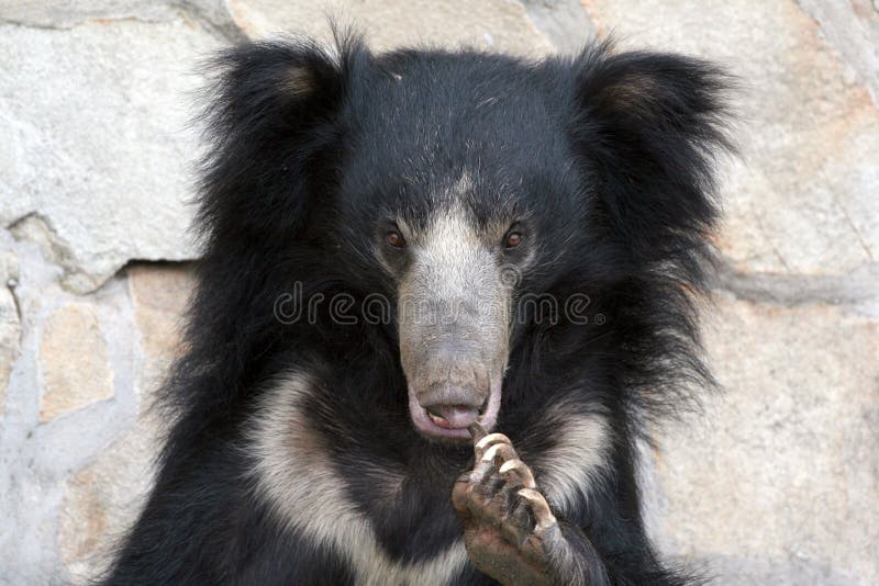 Honey badger feeding stock image. Image of badger, carcass - 18670329