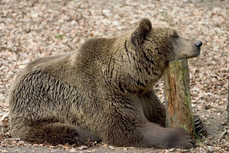 Bear stock photo. Image of bear, danger, arend, grizzly - 412976