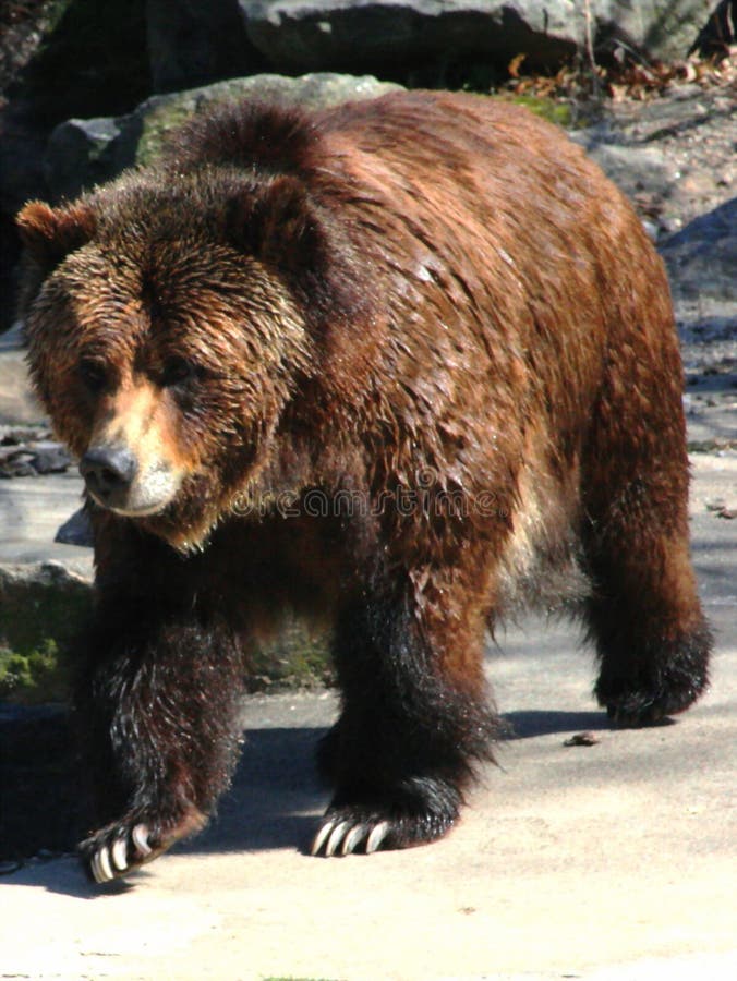 Bear stock photo. Image of brown, grizzly, nature, wildlife - 5548684