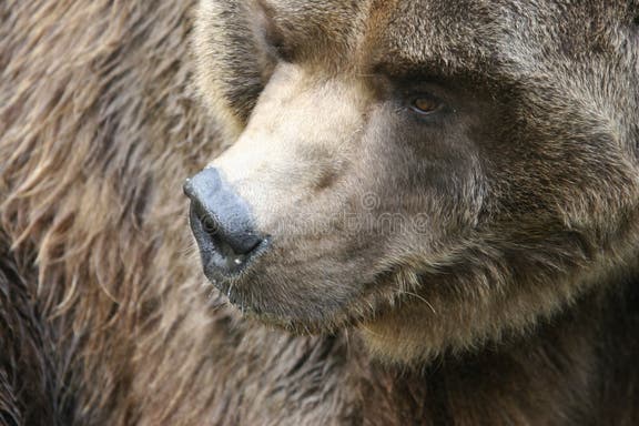 Mad Grizzly Bear Stock Photos - Free & Royalty-Free Stock Photos from ...