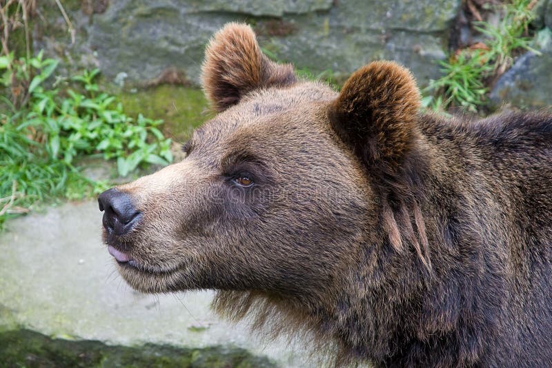 Bear stock photo. Image of brown, animal, face, colour - 7589698