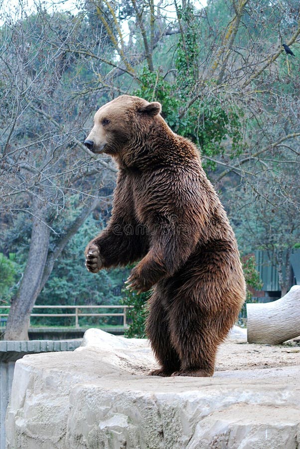 Bear stock image. Image of danger, wild, wildlife, standingup - 7608359