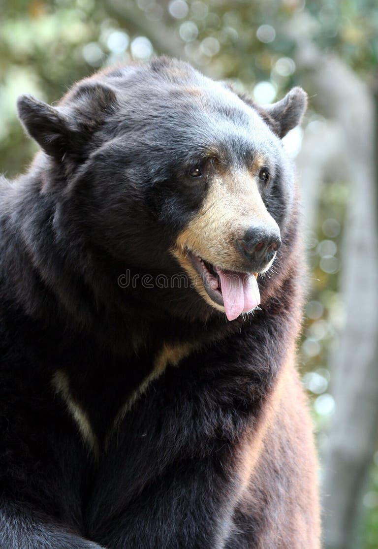 386 Brown Bear Tan Clipart Stock Photos - Free & Royalty-Free Stock ...