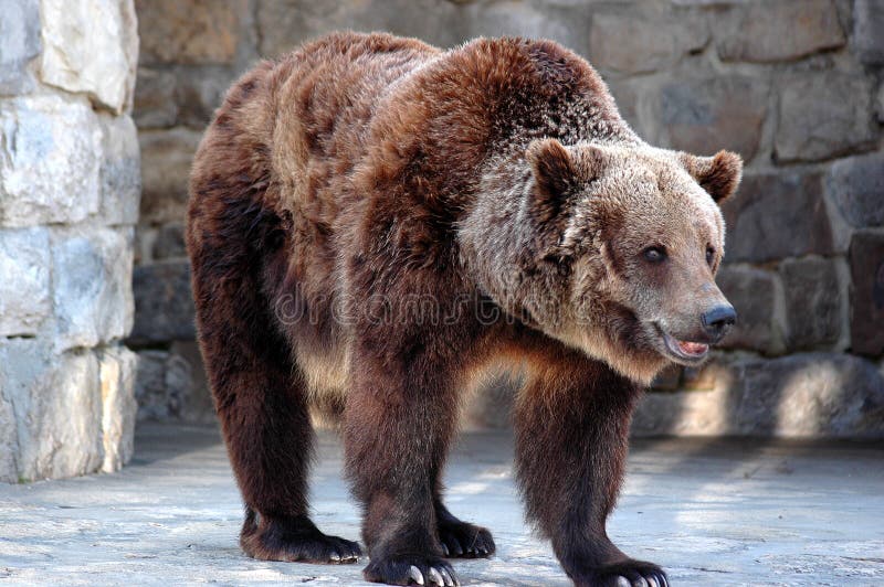 Bear stock photo. Image of strong, animals, claw, strength - 966652