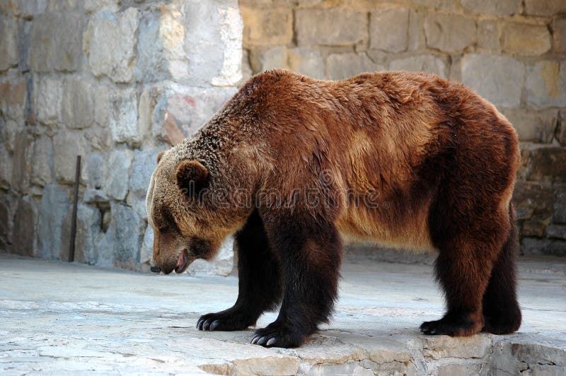 Brown bear side view stock photo. Image of strong, standing - 1101310