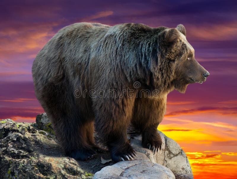Bear against dawn sky stock image. Image of landscape - 259790025