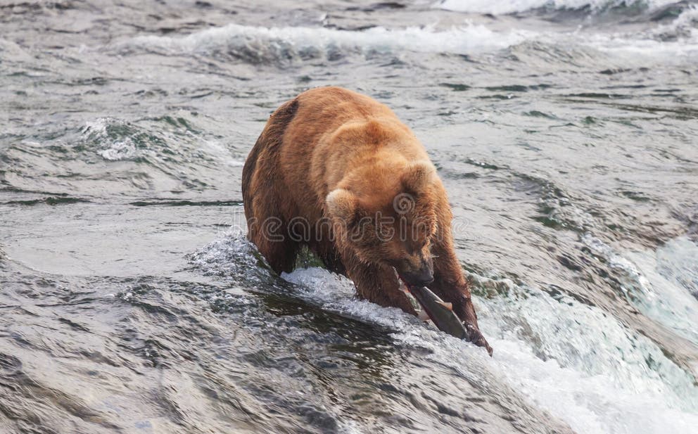 Bear on Alaska stock image. Image of powerful, camp, salmon - 32261585