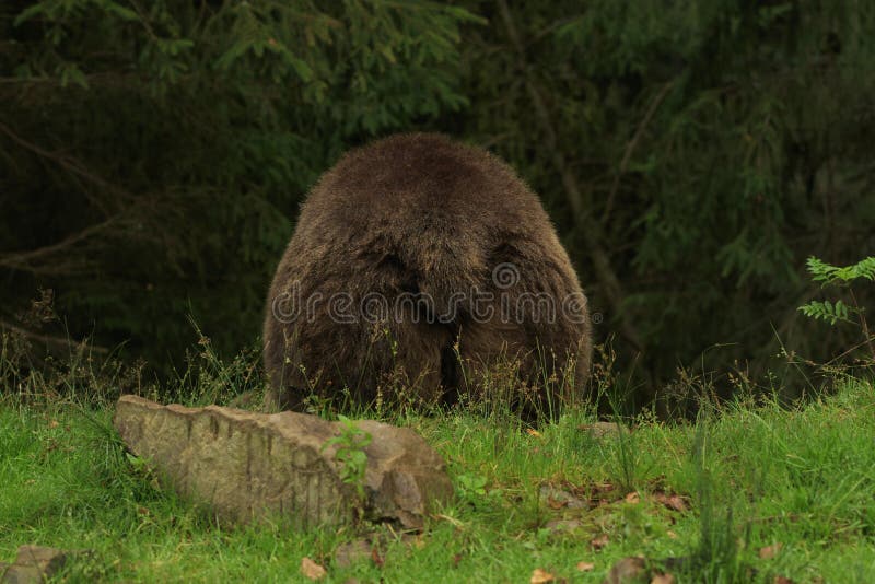 Bear stock image. Image of backside, tail, fluffy, back - 79684663