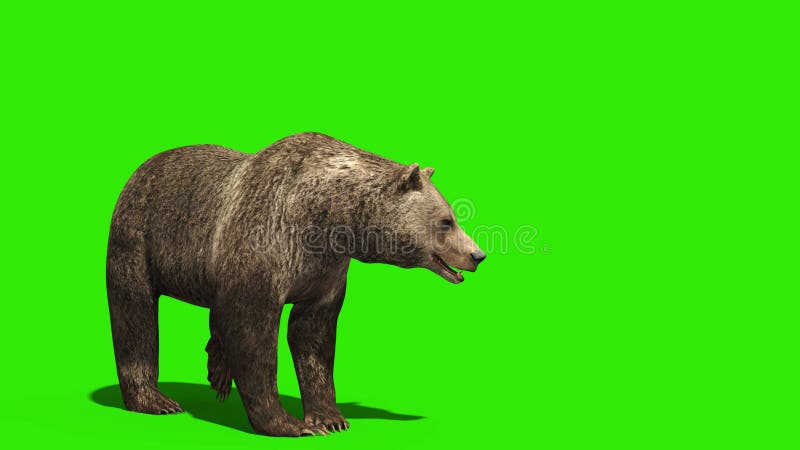 Bear Attacks Green Screen Side 3D Rendering Animation 4K Stock Video ...