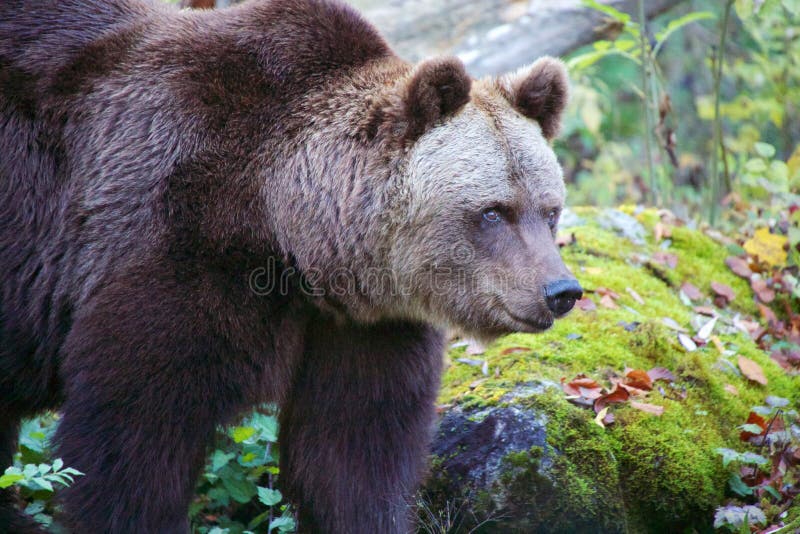 Bear at the Bavarian Forest National Park Stock Photo - Image of brown ...