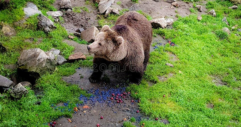 Bear stock photo. Image of fruite, bears, blueberry, loves - 99711092