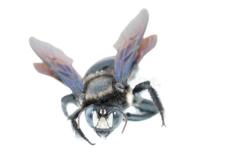 Bear bee stock image. Image of active, landed, field - 15528033