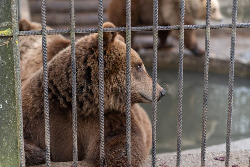 A Bear Behind Bars at the Zoo, Symbolizing the Connection and ...
