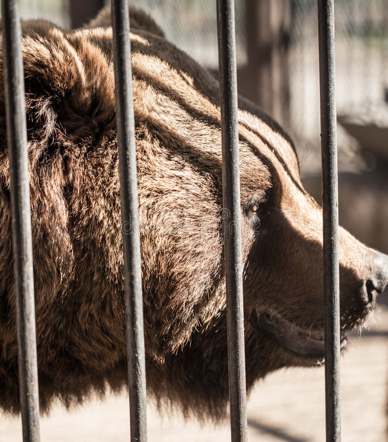 Bear Behind the Metal Fence at the Zoo Stock Photo - Image of wildlife ...