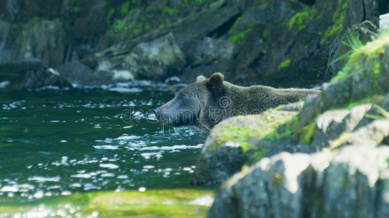Salmon Stuck at Nimbus Dam on the American River Stock Footage - Video ...
