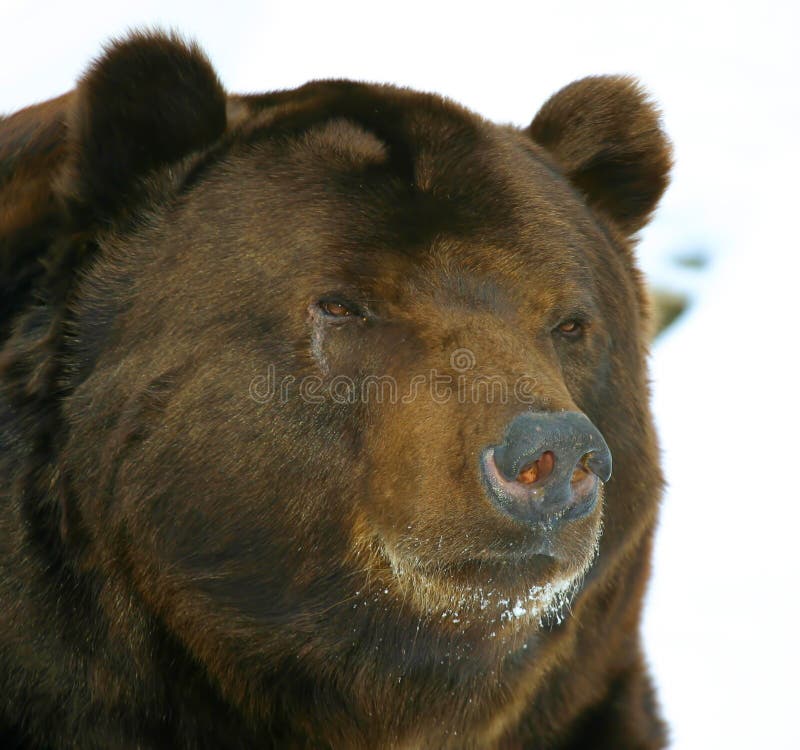 Bear stock photo. Image of russian, market, bear, strength - 64091280