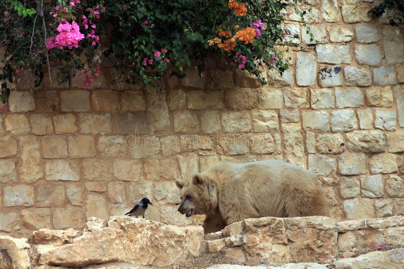 Bear and Bird stock photo. Image of flower, brown, bird - 132751450