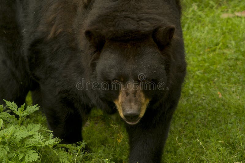 Bear stock image. Image of bear, close, large, hunter - 56544759