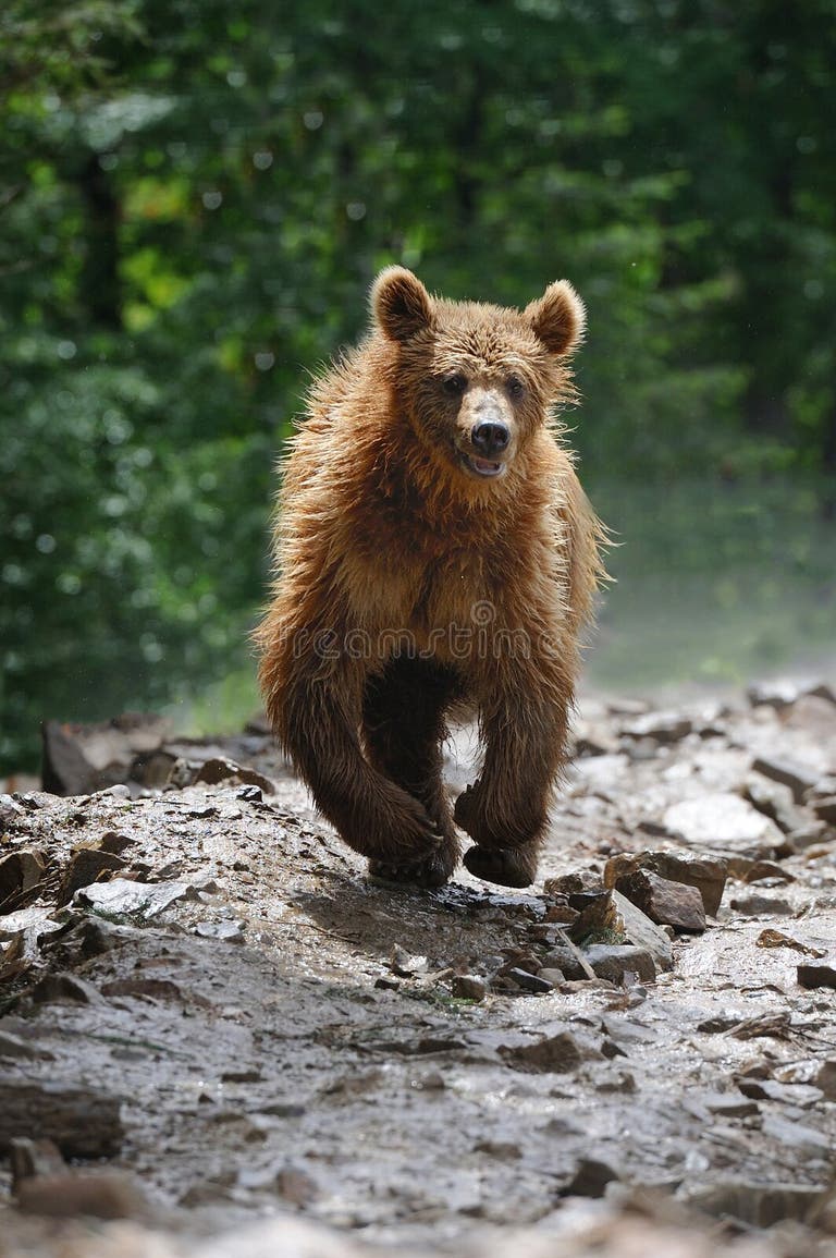 1,461 Wild Animals Run Forest Stock Photos - Free & Royalty-Free Stock ...