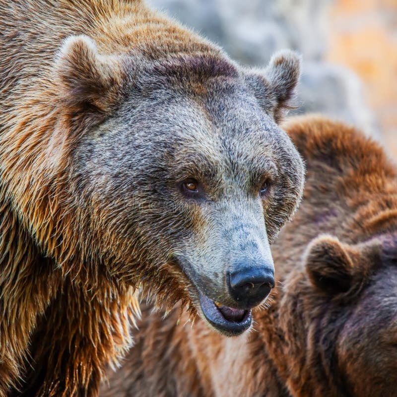 Close Up Head Shot Of Brown Grizzly Bear Stock Image - Image of park ...