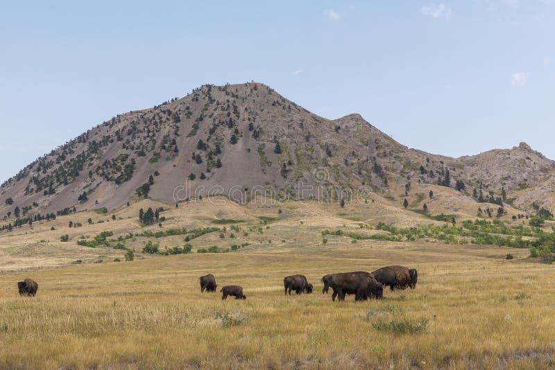 Bear Butte stock image. Image of outdoors, mammals, animals - 77100151