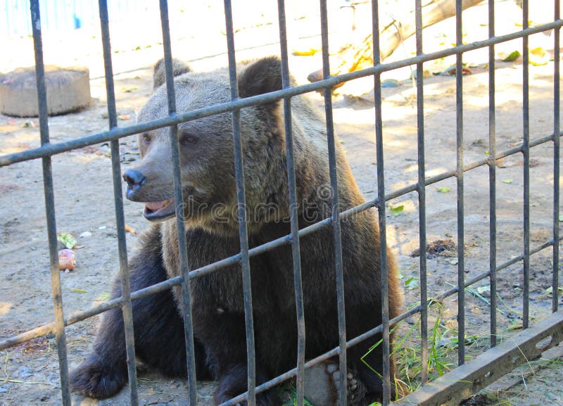 Bear in a cage stock photo. Image of claw, brown, looking - 136446802
