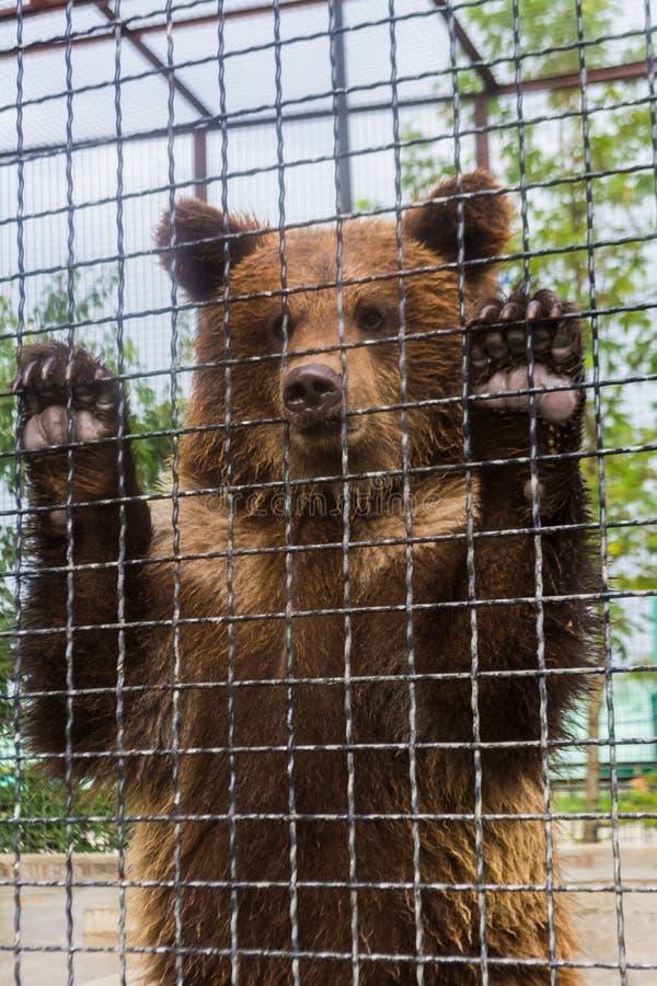 A bear in a cage stock photo. Image of freedom, compassion - 129052168
