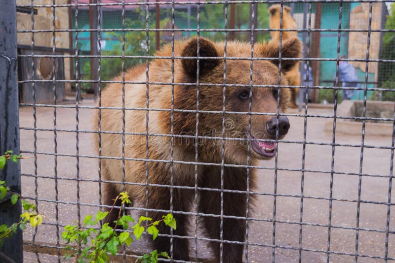 A bear in a cage stock photo. Image of freedom, compassion - 129052168