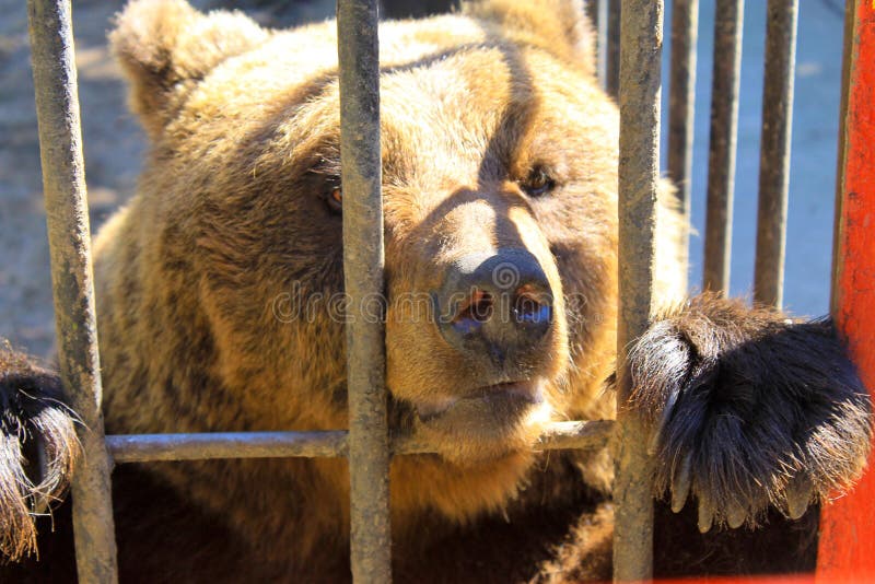 Bear in a cage stock image. Image of claw, metal, animal - 108096653