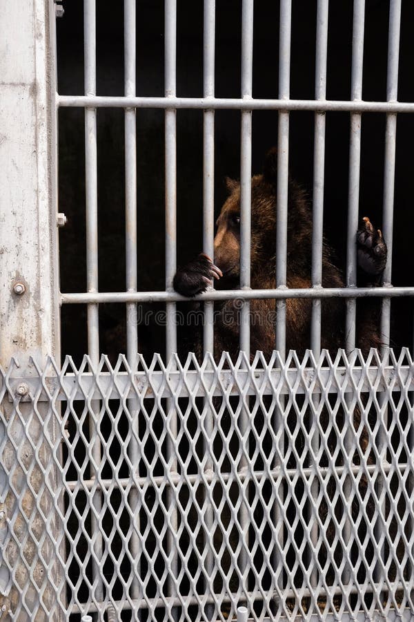 Bear in a cage stock image. Image of trap, nature, power - 54018777