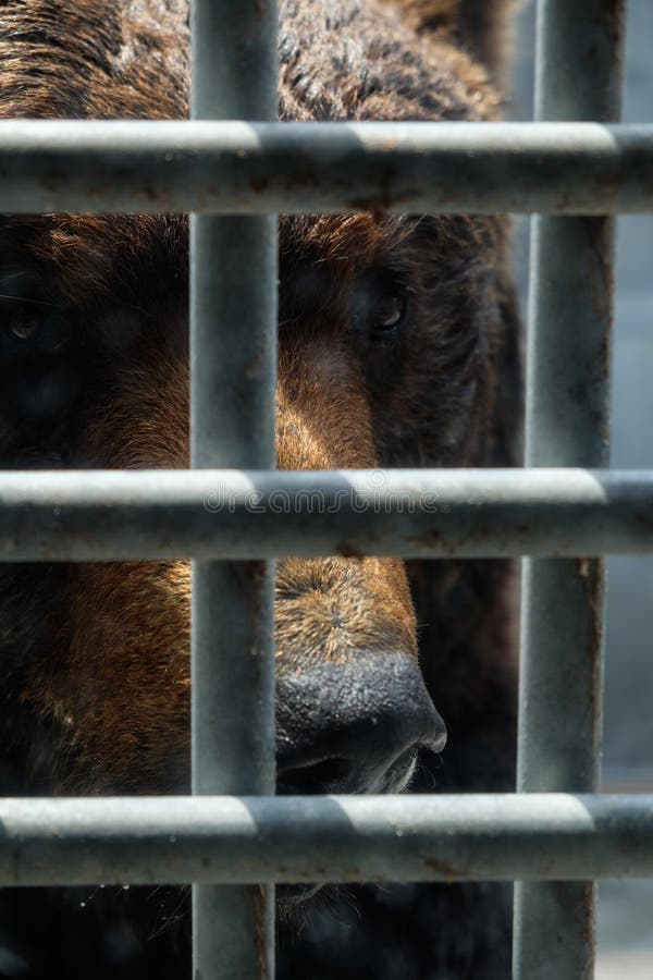 Bear in a cage stock photo. Image of hungry, mammal, predator - 54766514
