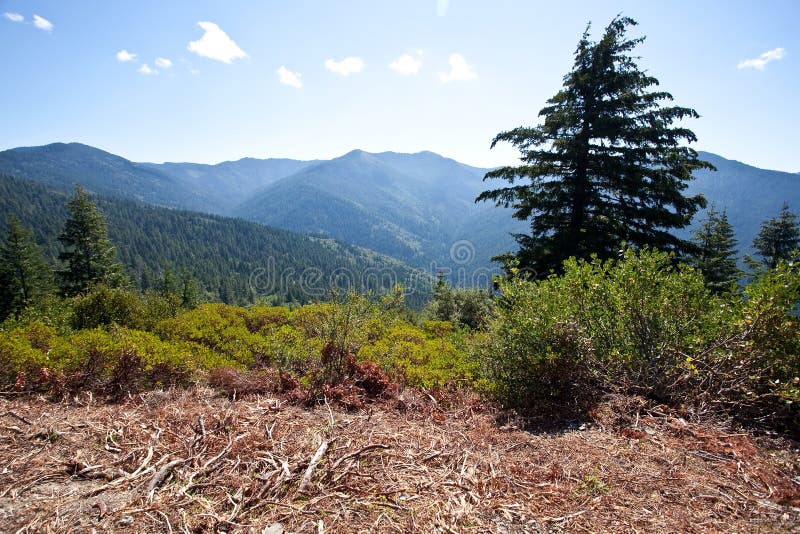 Bear Camp Road stock image. Image of forest, scenic, trip - 10855475