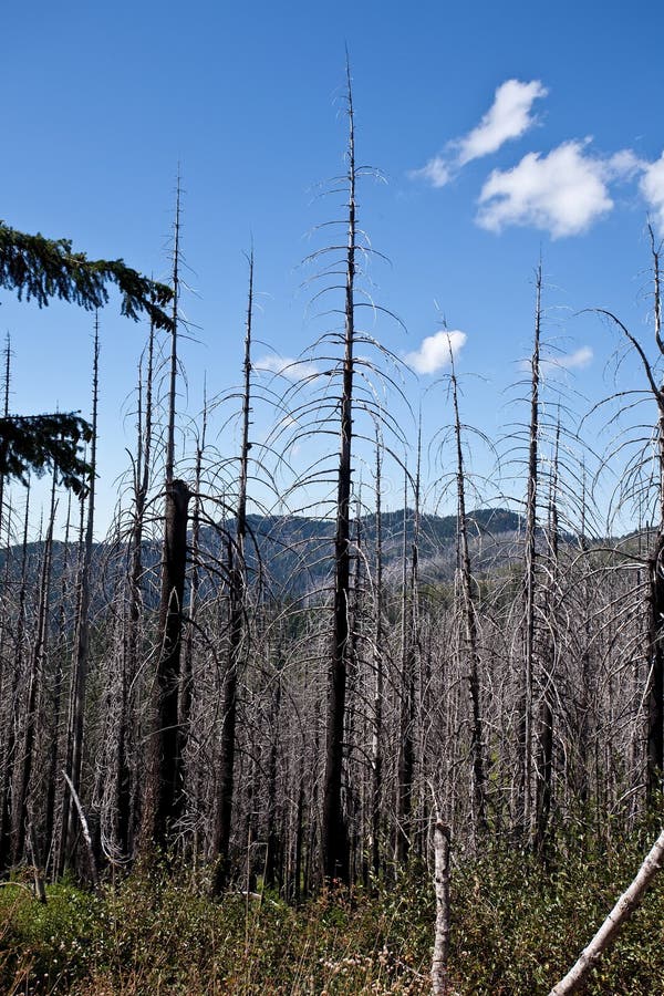 Bear Camp Road stock photo. Image of journey, sunny, vacation - 10880720
