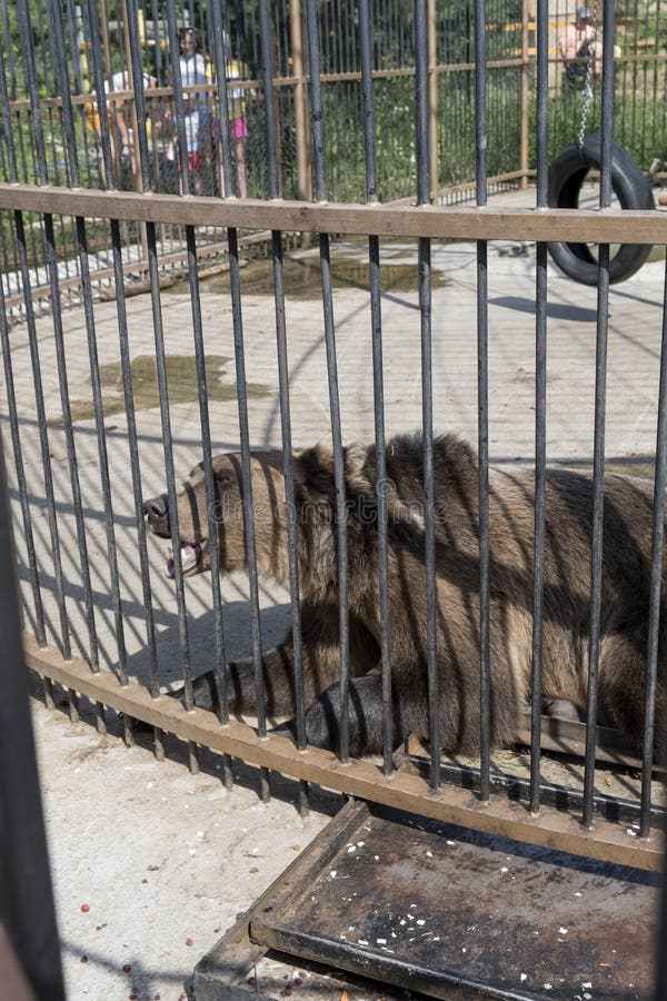 A Bear in Captivity in a Zoo Behind Bars. Power and Aggression in a ...