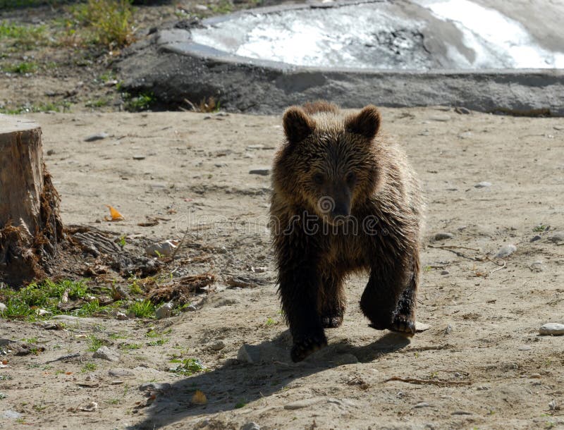 Bear stock photo. Image of relaxing, carnivore, captivity - 35349588
