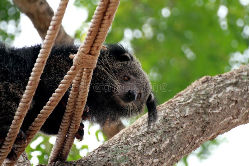 Bear Cat is Climbing on Rope Stock Photo - Image of white, asia: 60105396