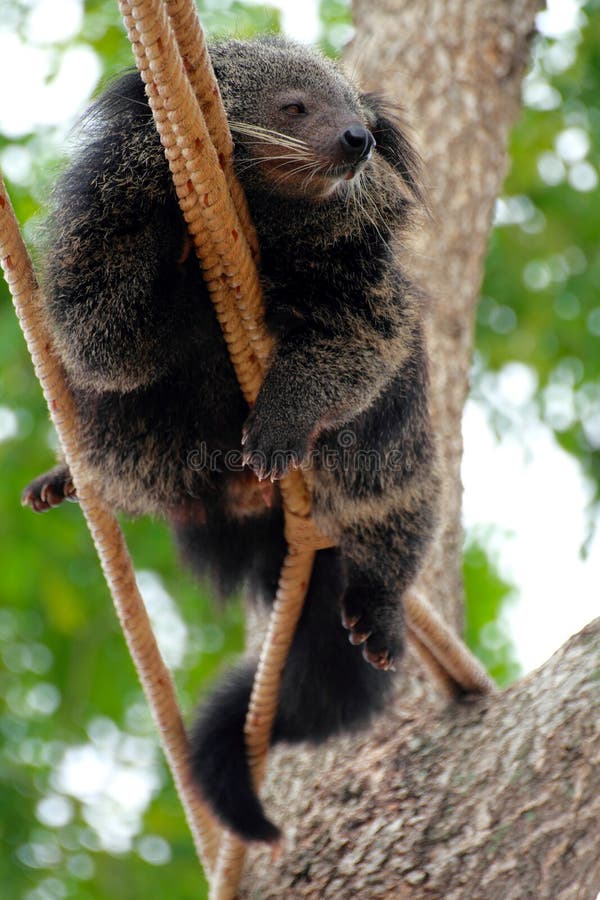 Bear Cat is Climbing on Rope Stock Image - Image of wild, white: 60106403