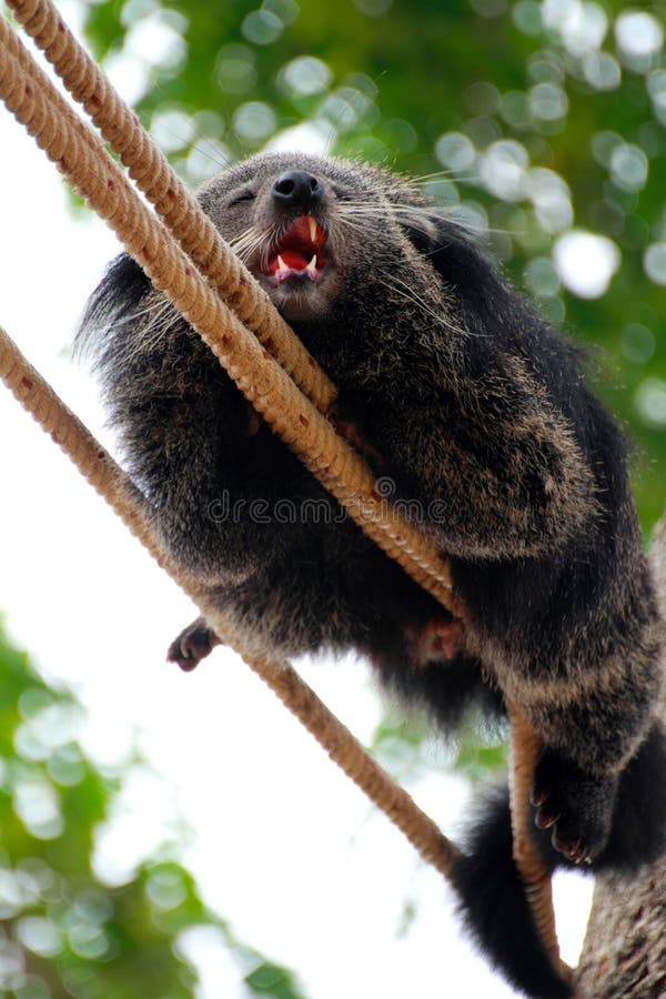 Bear Cat is Climbing on Rope Stock Image - Image of white, ailurus ...