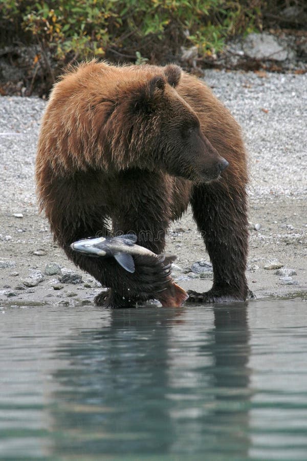 Bear with Catch stock image. Image of salmon, nature, fishing - 8179537