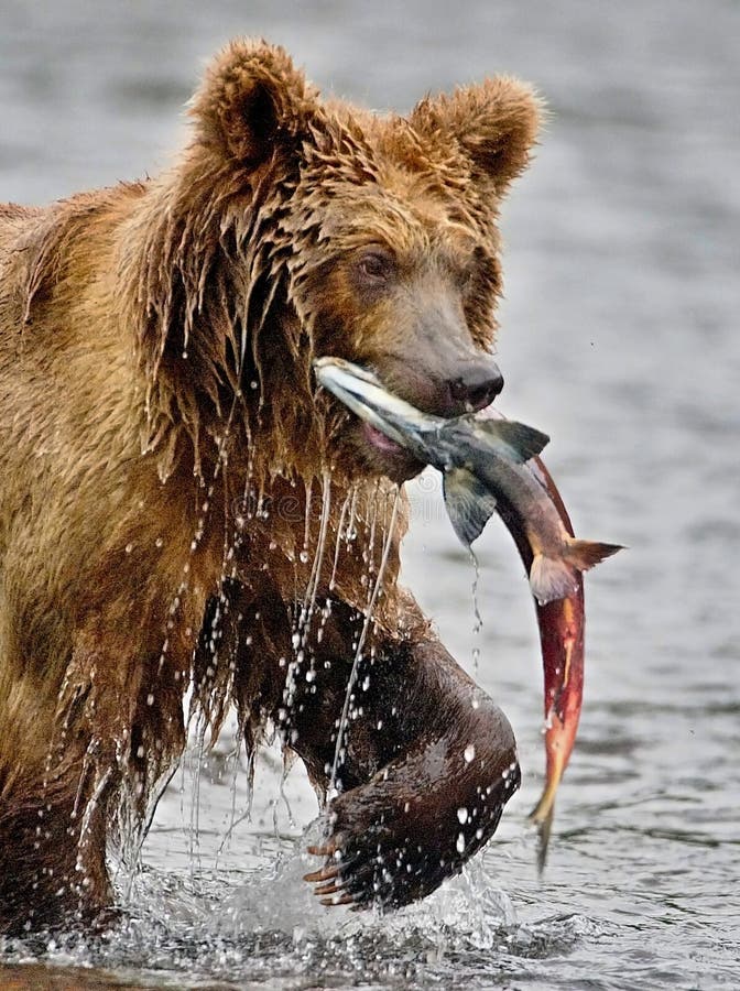 Bear catch the solomon12 stock photo. Image of island1 - 173064680